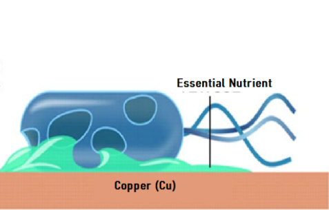 Scientific Explanation Copper – RukaInnovation